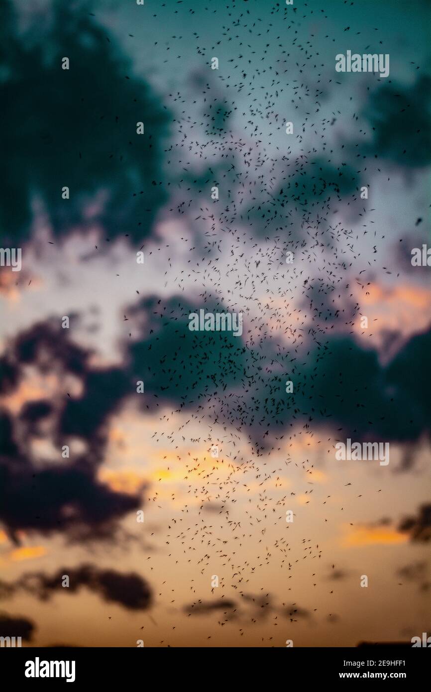 A lot of mosquitoes in the air Stock Photo - Alamy