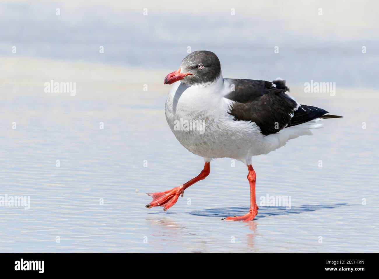 dolphin gull, Leucophaeus scoresbii, adult on beach, Falkland Islands ...