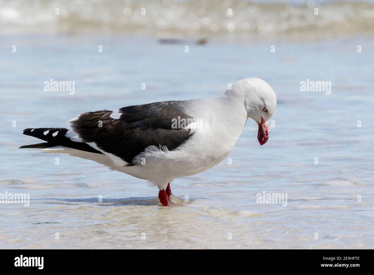 dolphin gull, Leucophaeus scoresbii, adult standing on beach, Falkland ...