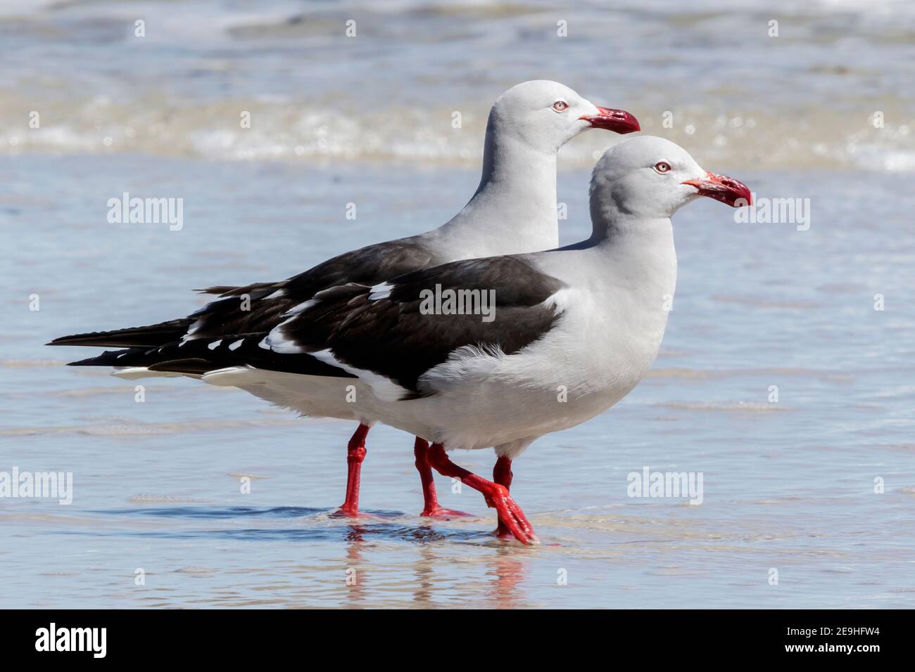 dolphin gull, Leucophaeus scoresbii, two adults standing on beach ...
