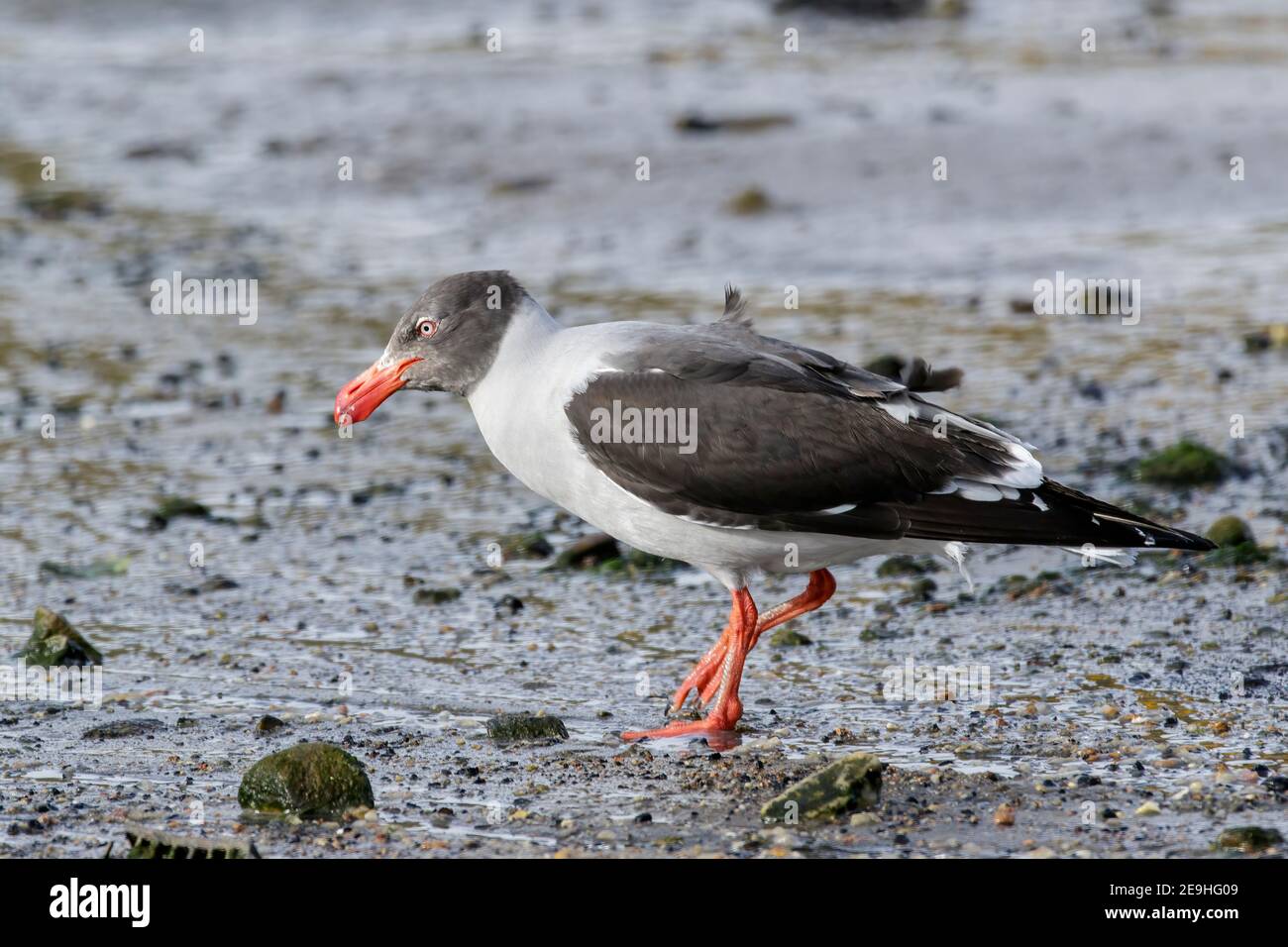 dolphin gull, Leucophaeus scoresbii, adult standing on rocky beach ...