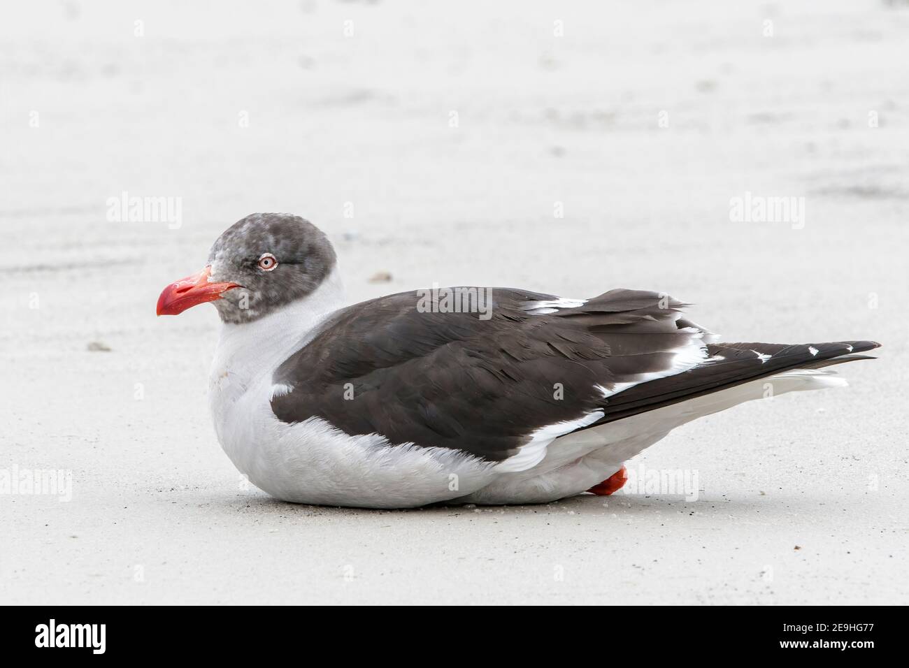 dolphin gull, Leucophaeus scoresbii, adult resting on beach, Falkland ...