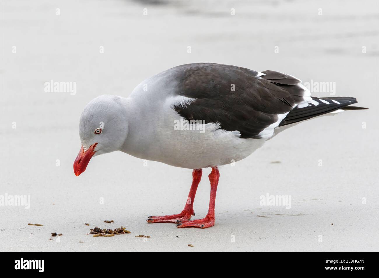 dolphin gull, Leucophaeus scoresbii, adult feeding on beach, Falkland ...