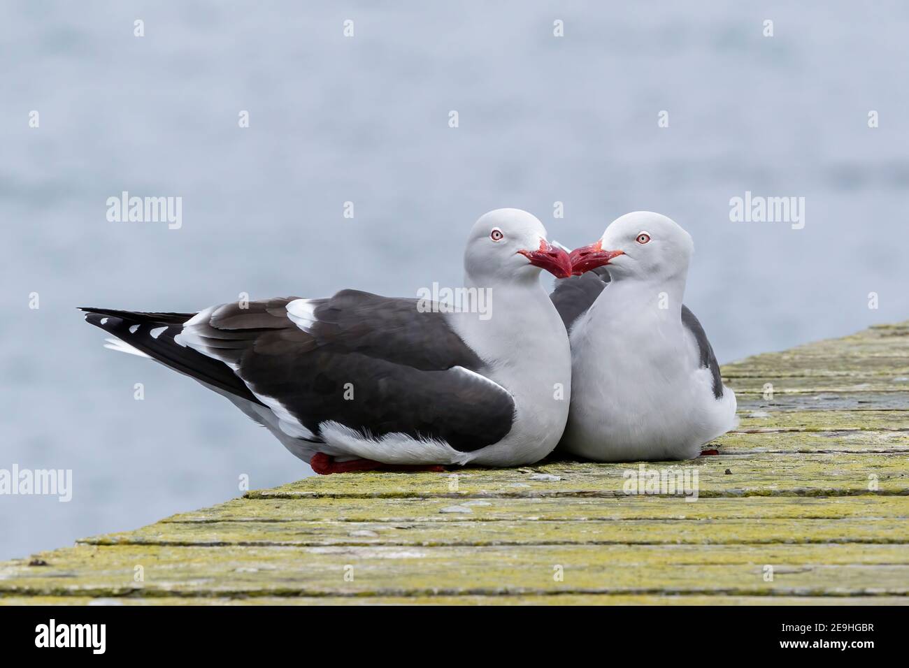 dolphin gull, Leucophaeus scoresbii, pair of adults sitting wooden pier ...