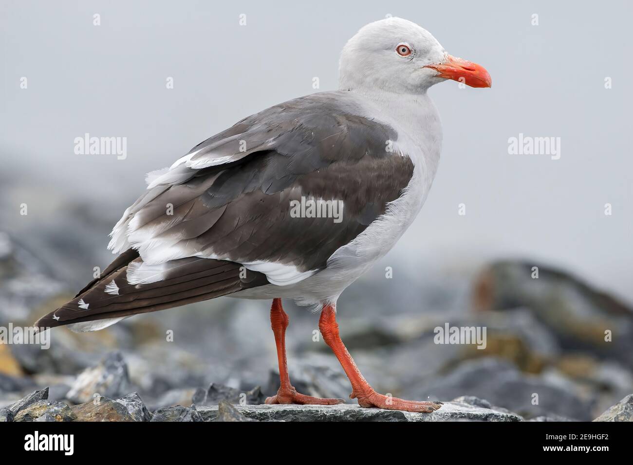 dolphin gull, Leucophaeus scoresbii, adult standing on rocky beach ...