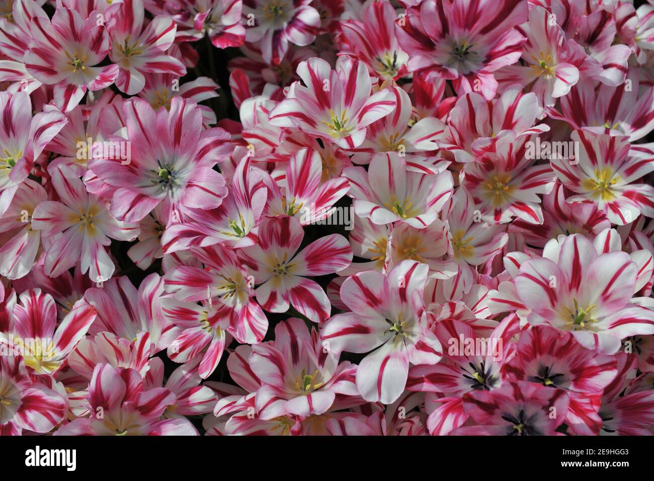 Pink and white multi-flowered Single Late tulips (Tulipa) Flaming Club ...