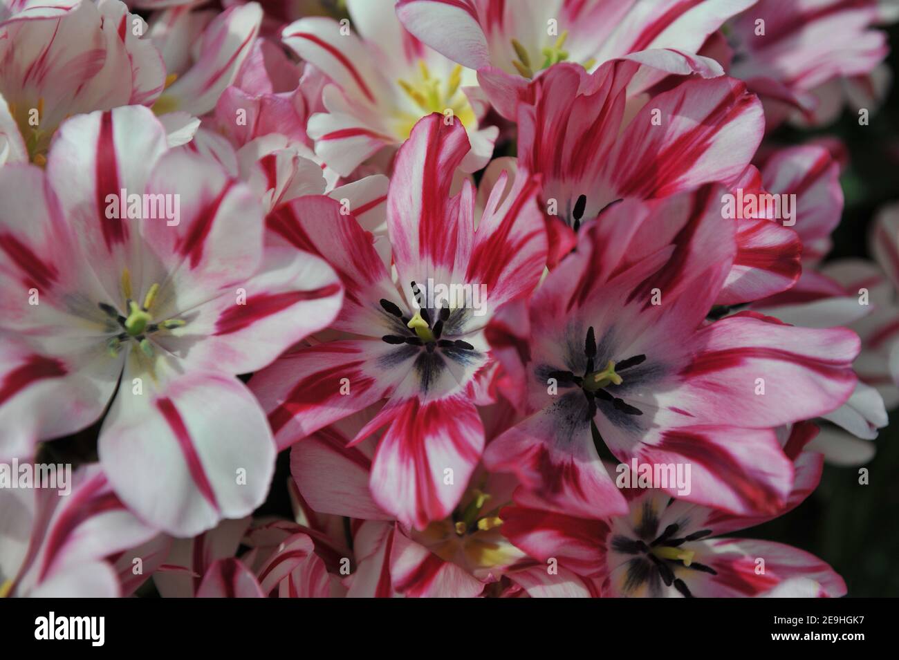 Pink and white multi-flowered Single Late tulips (Tulipa) Flaming Club ...
