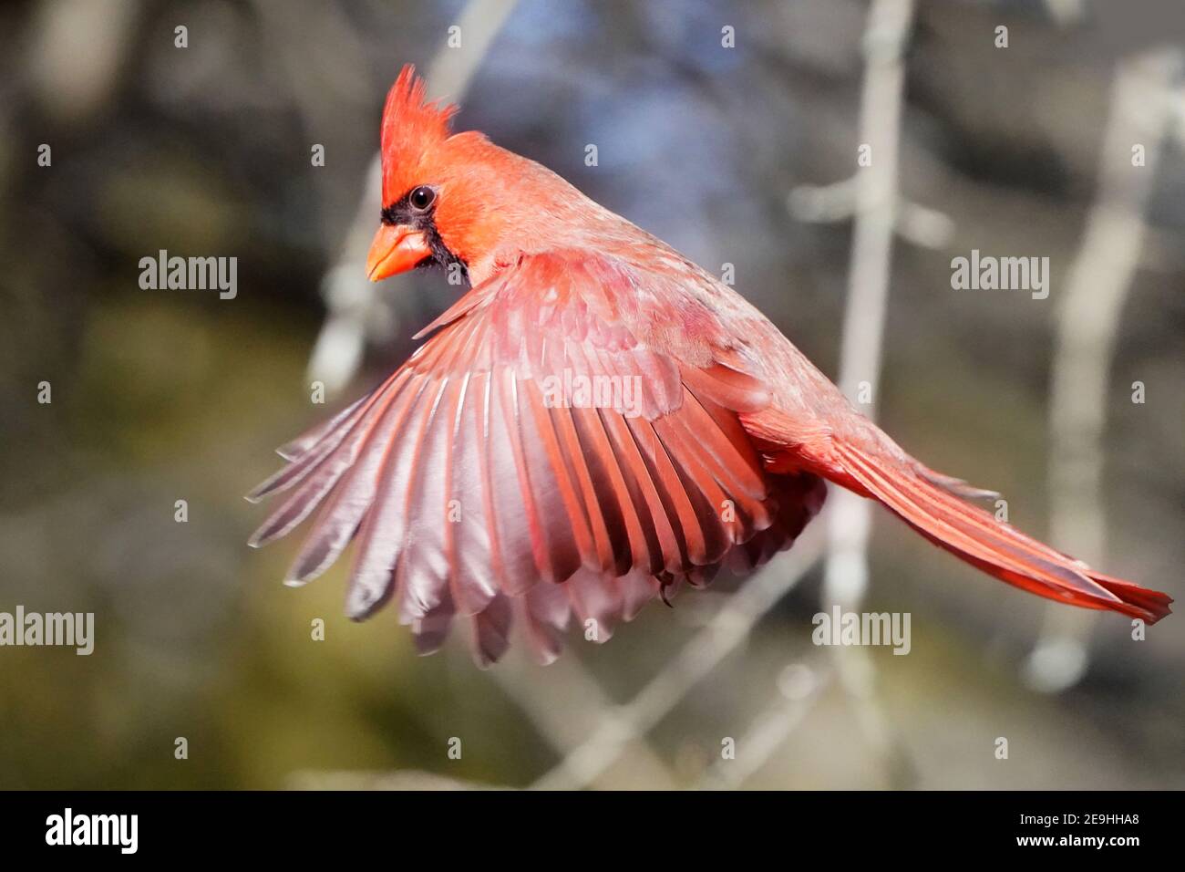 Northern Cardinal in forest in winter Stock Photo - Alamy