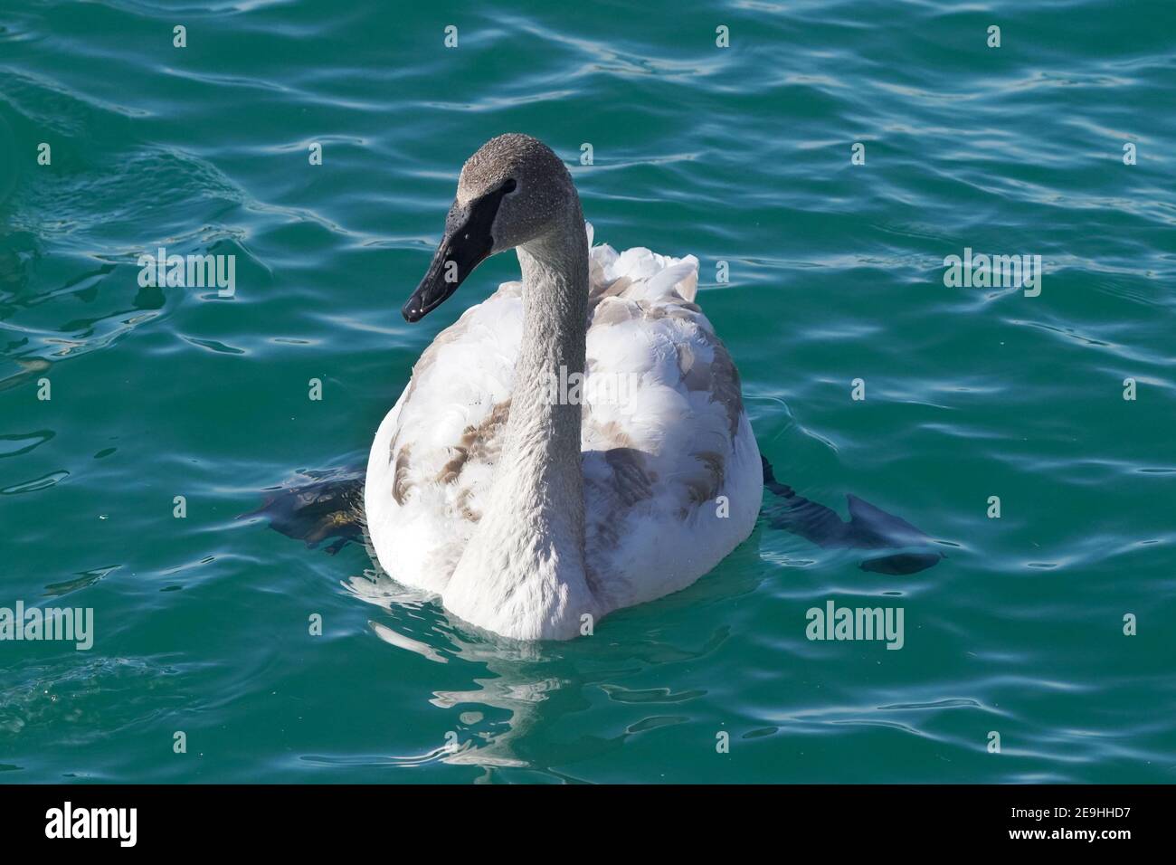 Extinct swan hi-res stock photography and images - Alamy