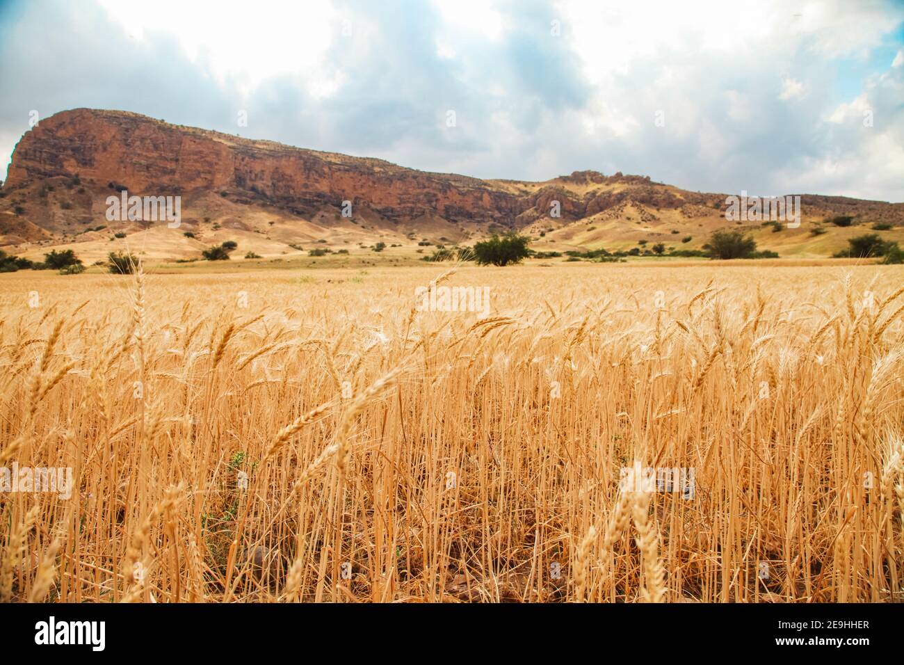 Beautiful shot of a wheat fields with wheat stems moving from the wind ...