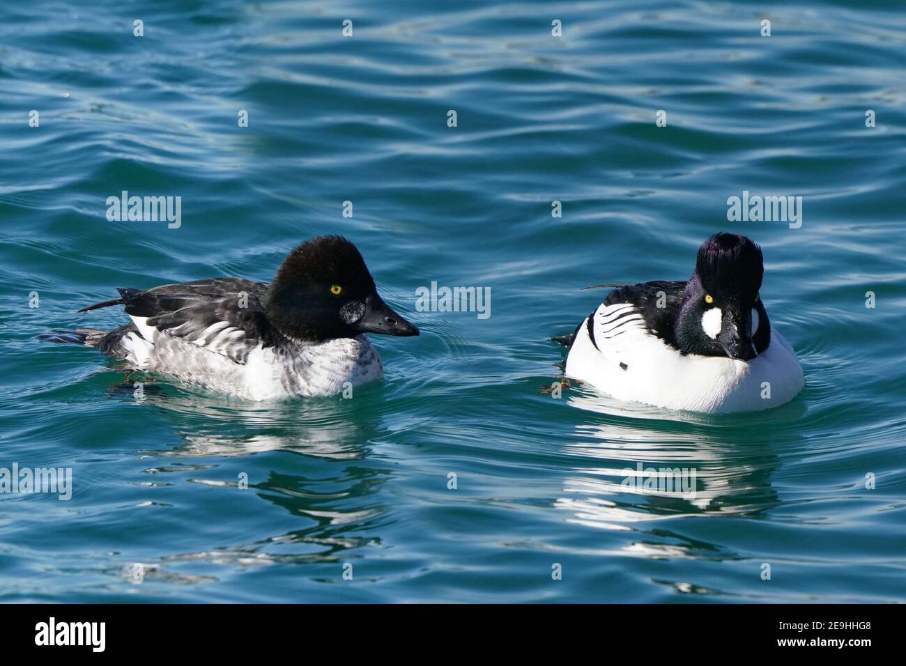 Common Goldeneye on the bay in winter Stock Photo - Alamy