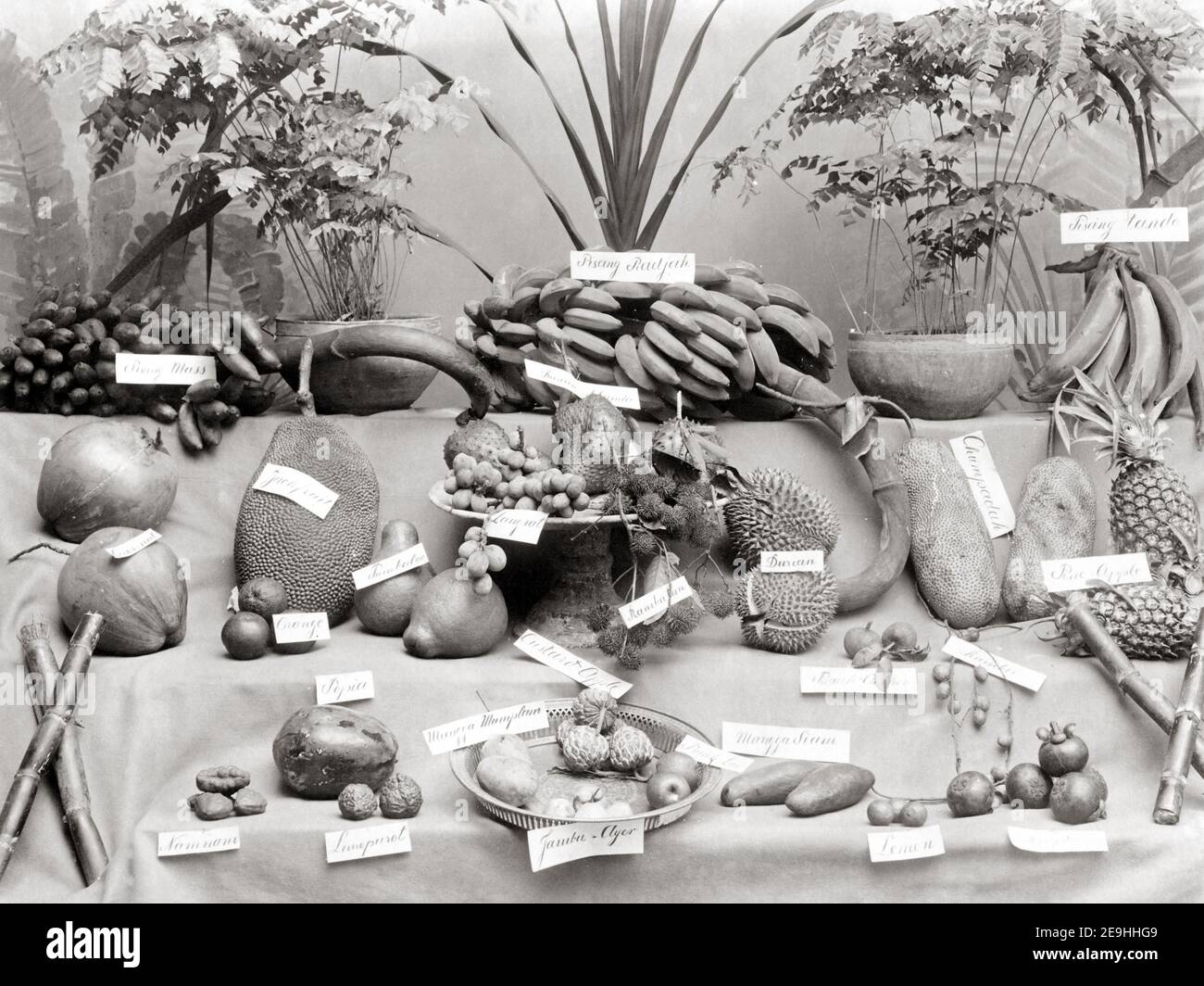 Late 19th century photograph - Fruit varieties, probably Singapore, c ...