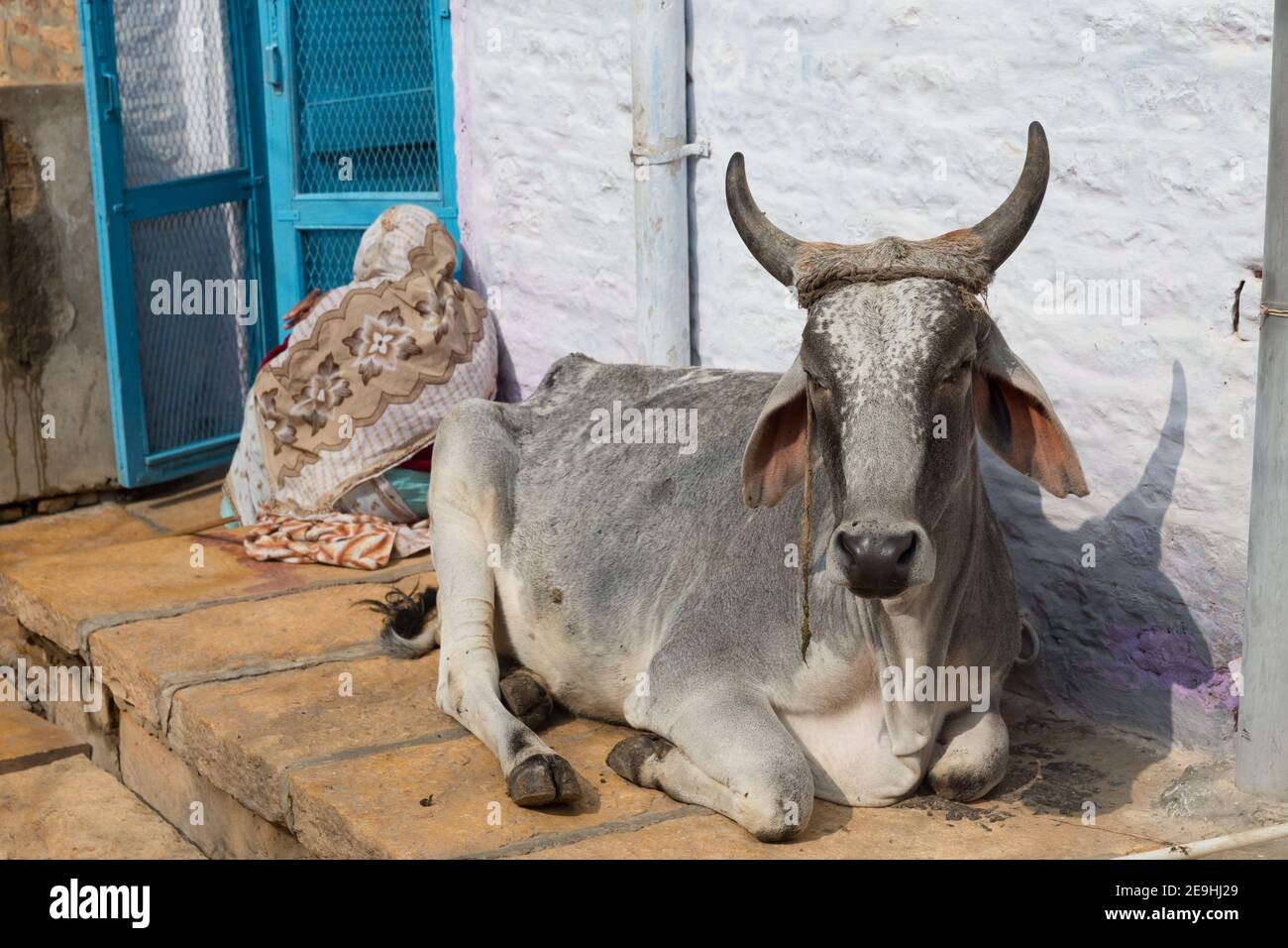 India Jaisalmer Cow sitting on a front porch Stock Photo - Alamy