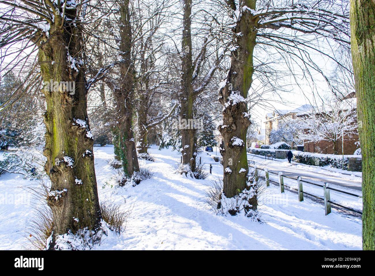 Snowy trees in Cutts Close park, Oakham Stock Photo - Alamy