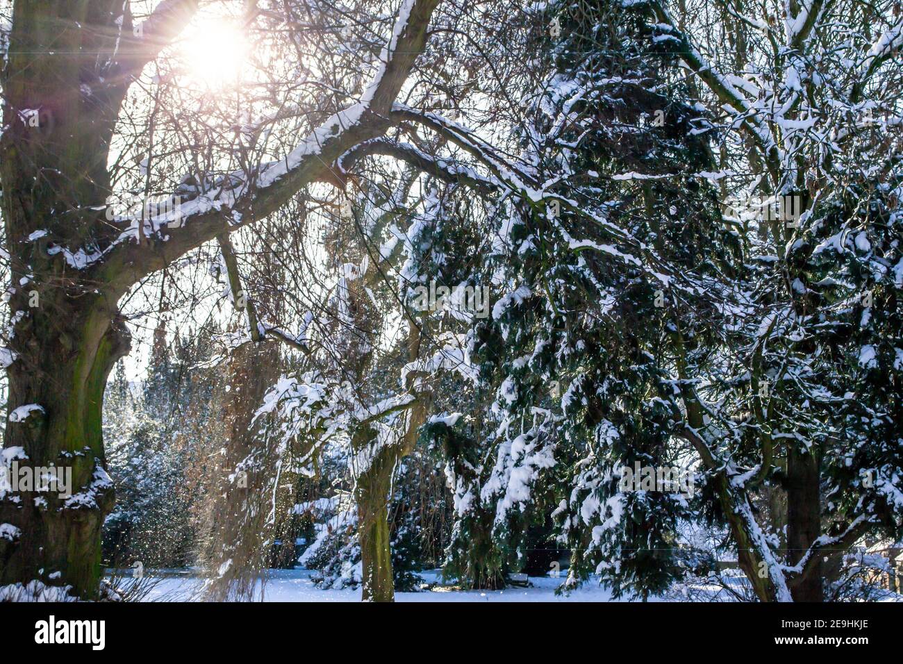 Sun shining through snowy trees in winter Stock Photo - Alamy