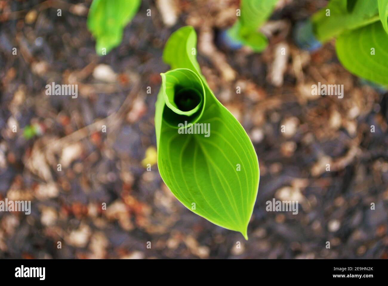 Hosta agriculture hi-res stock photography and images - Alamy