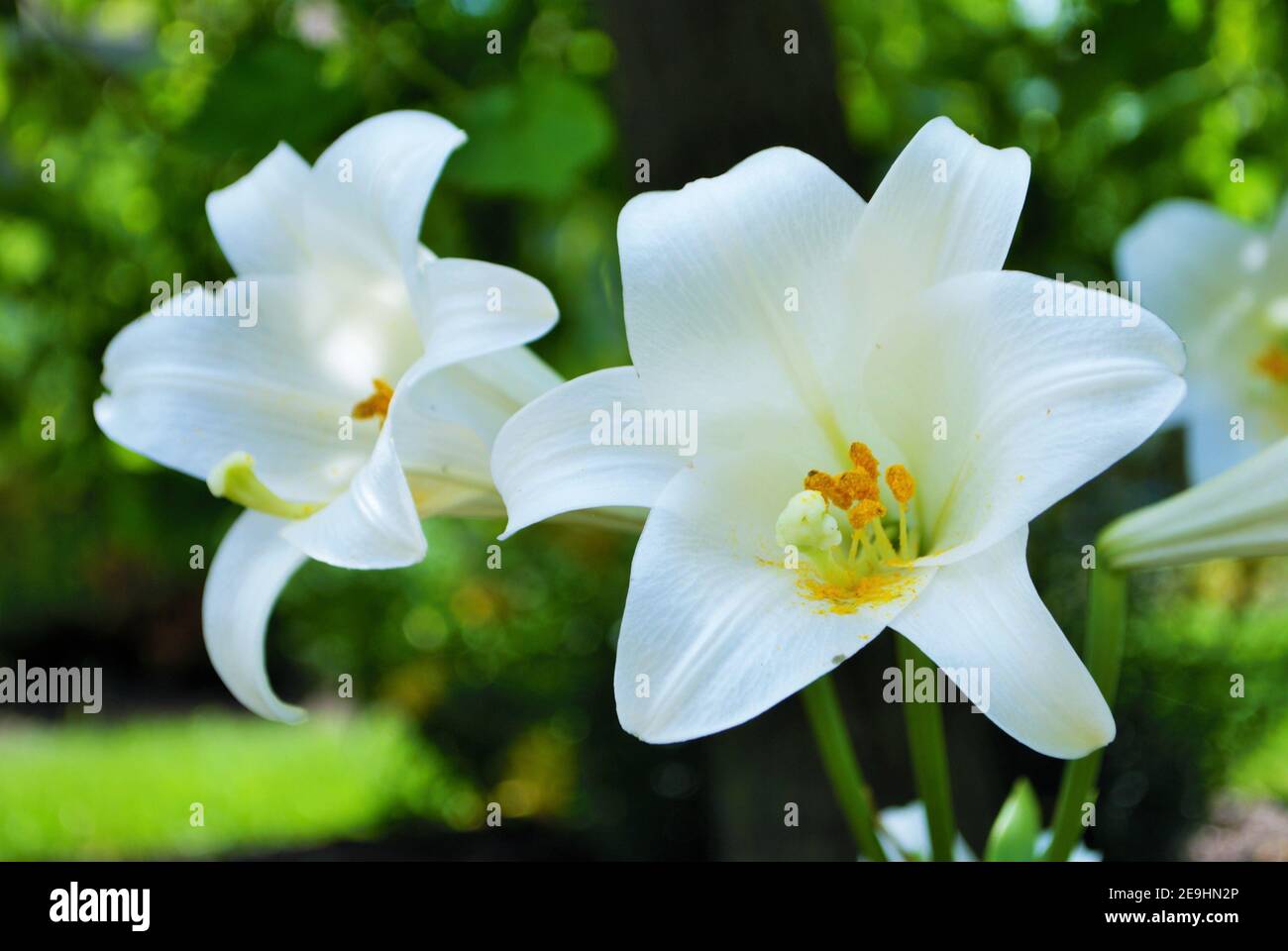 Season spring hi-res stock photography and images - Alamy