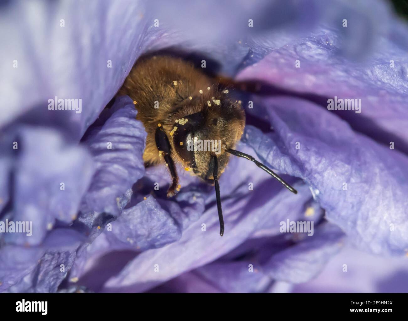 The head of a bee peeks out from behind the leaves of a flower Stock ...