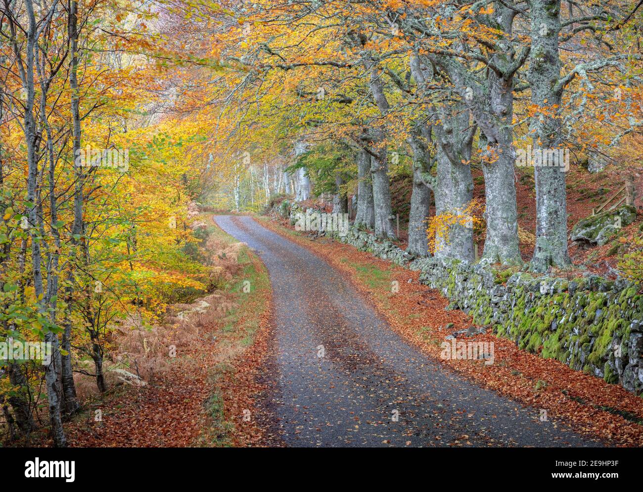 The road less traveled hi-res stock photography and images - Alamy