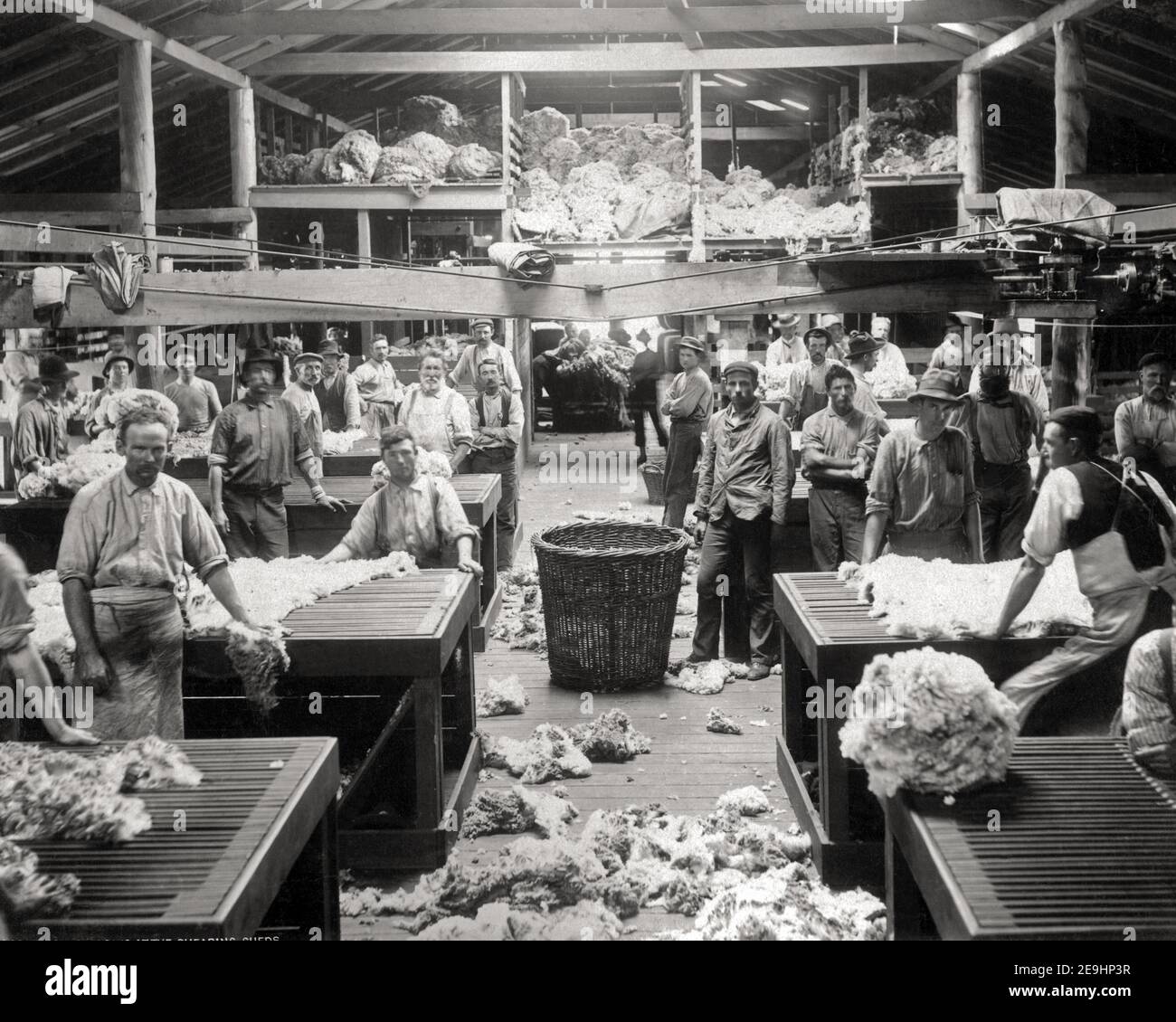 Late 19th century/1900 's photograph - Wool sorting and classing ...