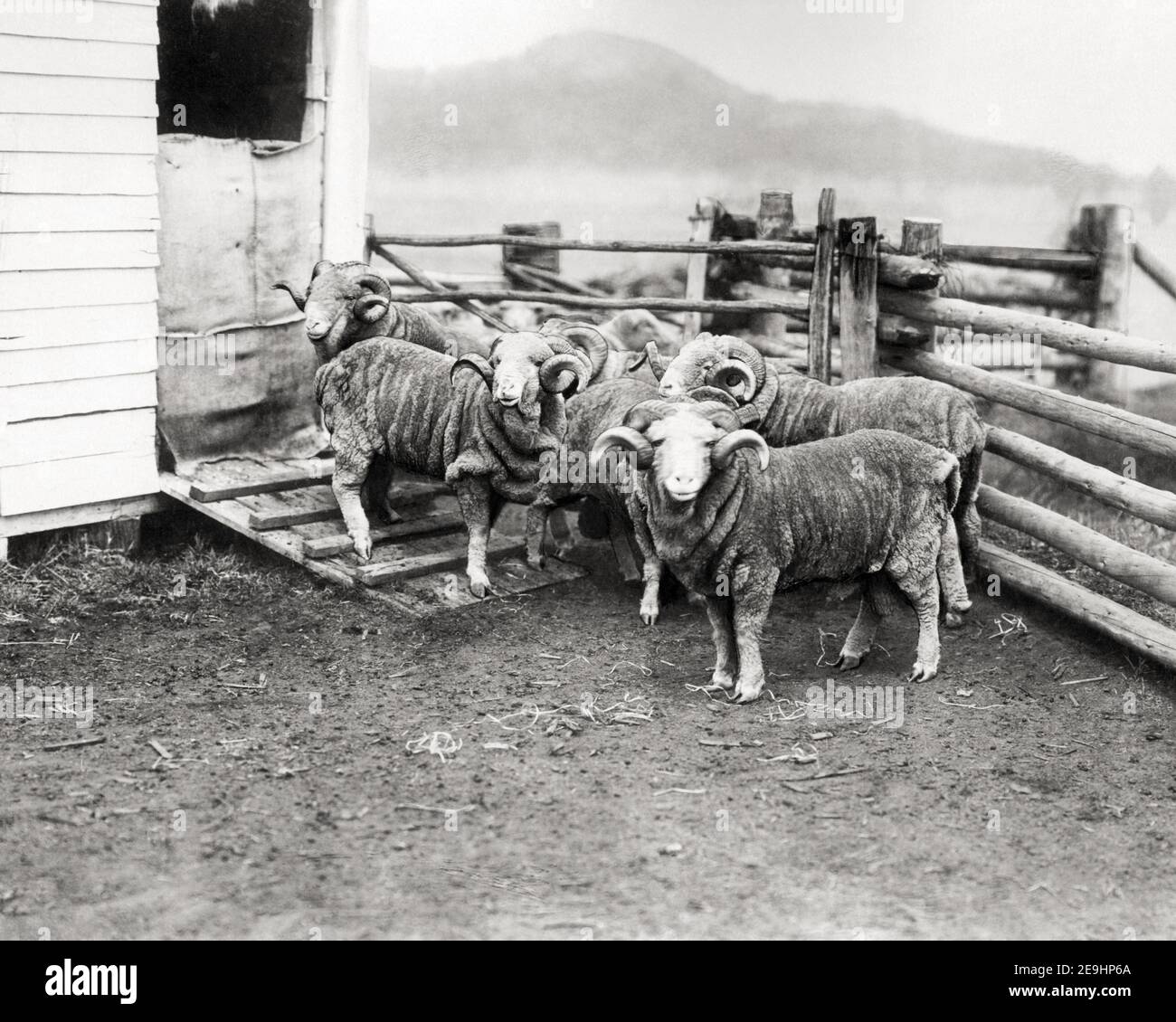 Late 19th century/1900 's photograph - Prize Rams, Burrawong Station ...