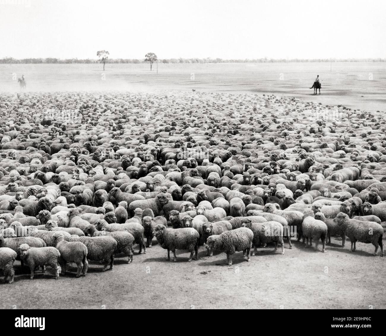 Late 19th century/1900 's photograph - Flock of Sheep, Burrawong ...