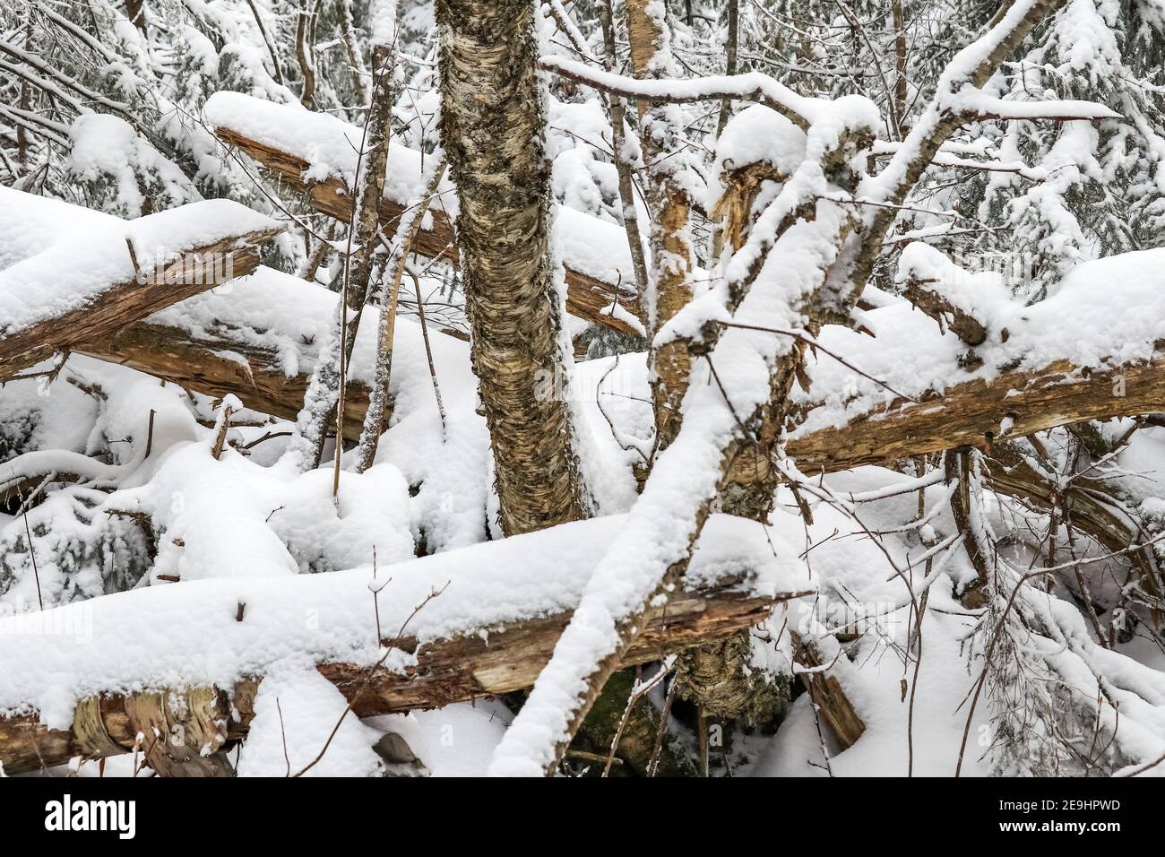 Pile of tree trunks covered with snow in New Hampshire, USA Stock Photo ...