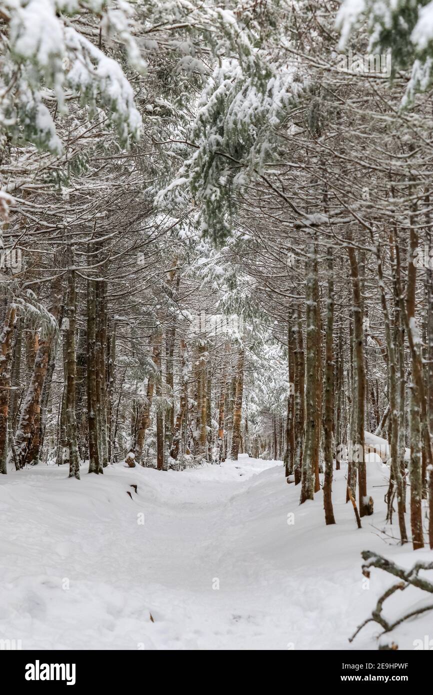 Snow laden forest hi-res stock photography and images - Alamy