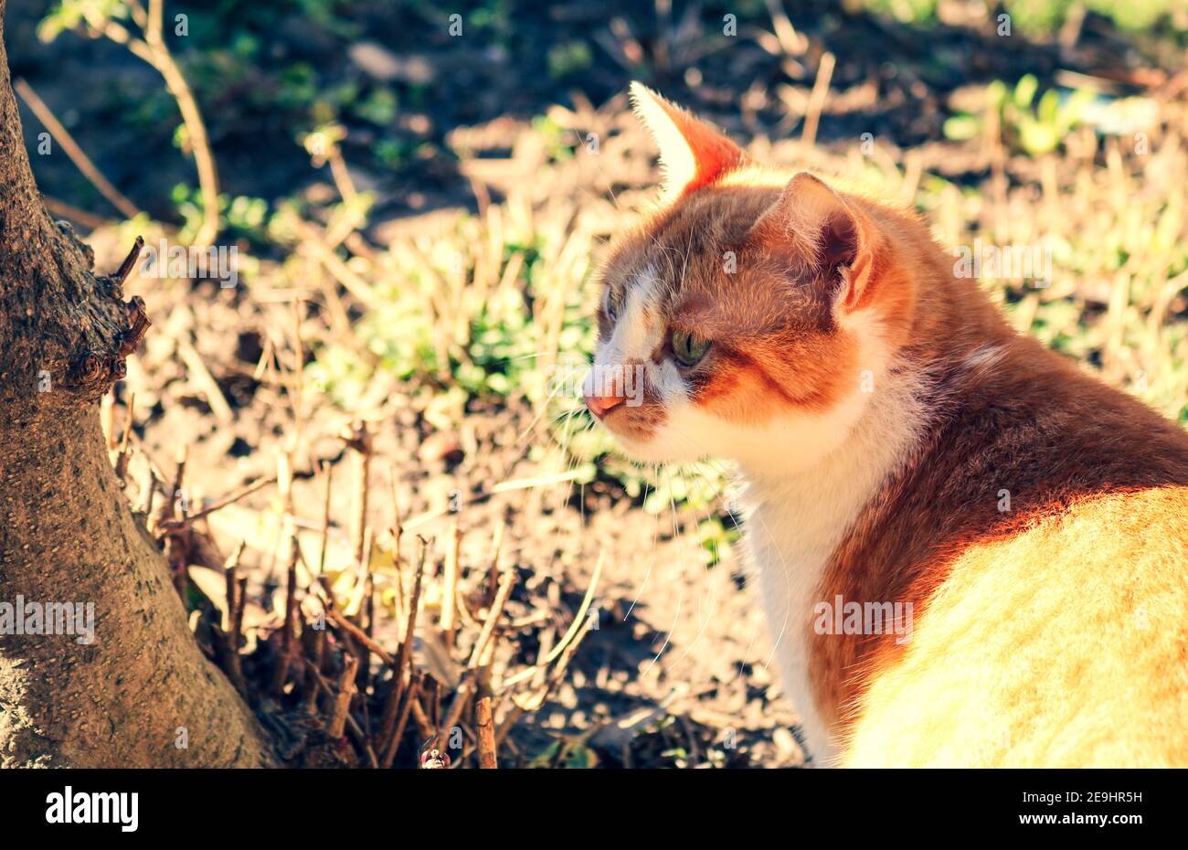 Ginger cat under tree shadow Stock Photo - Alamy