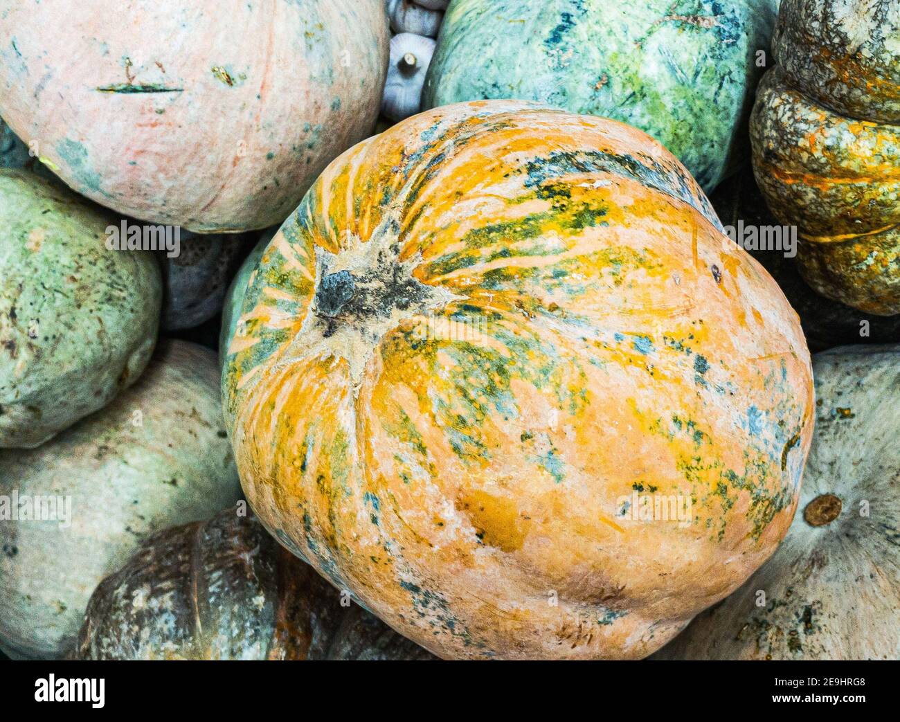 closeup of colorful assorted pumpkins Stock Photo - Alamy