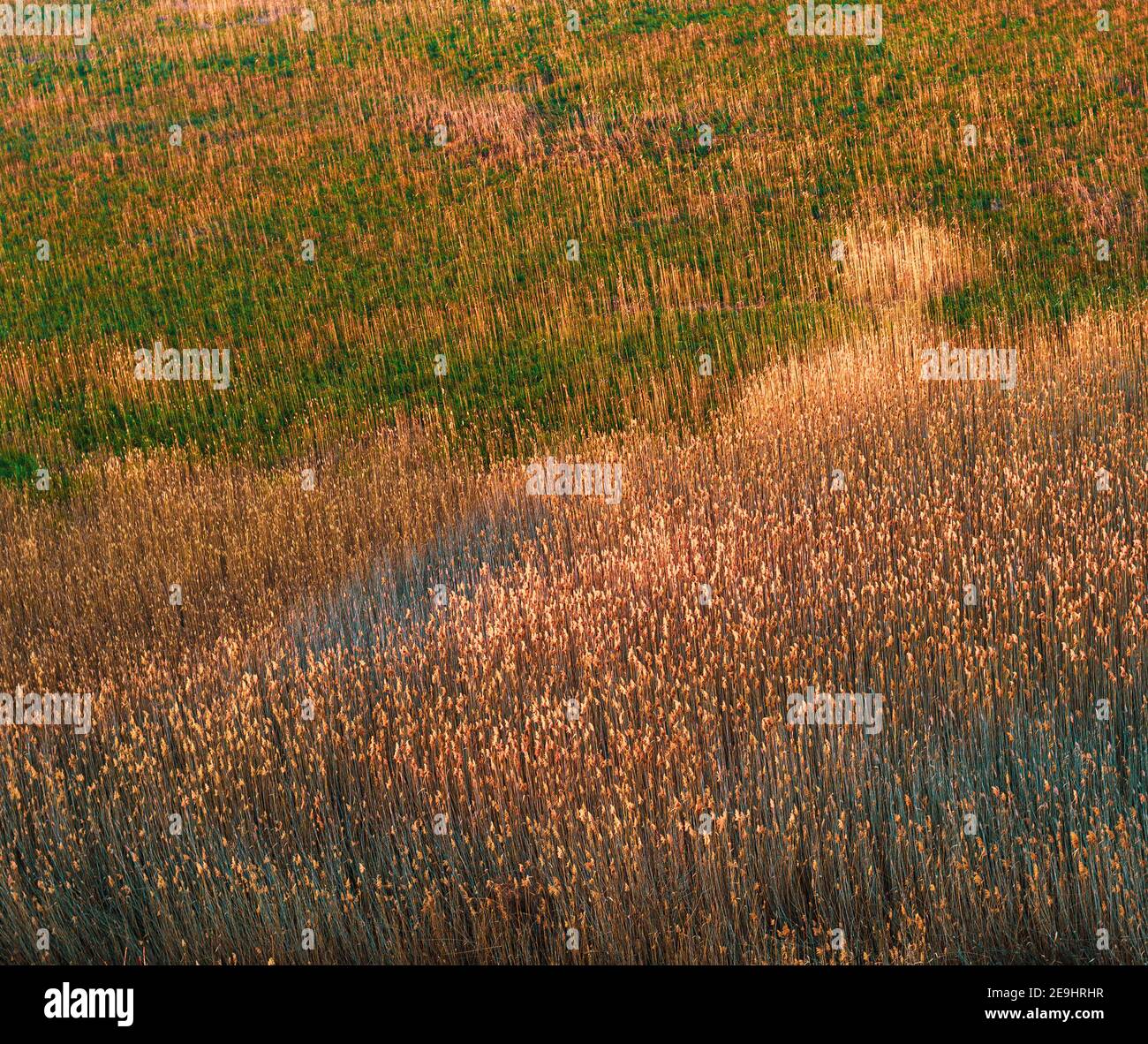 wild field grass, close up Stock Photo - Alamy