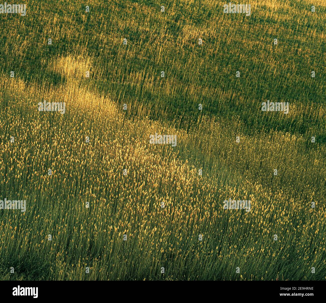 wild field grass, close up Stock Photo - Alamy