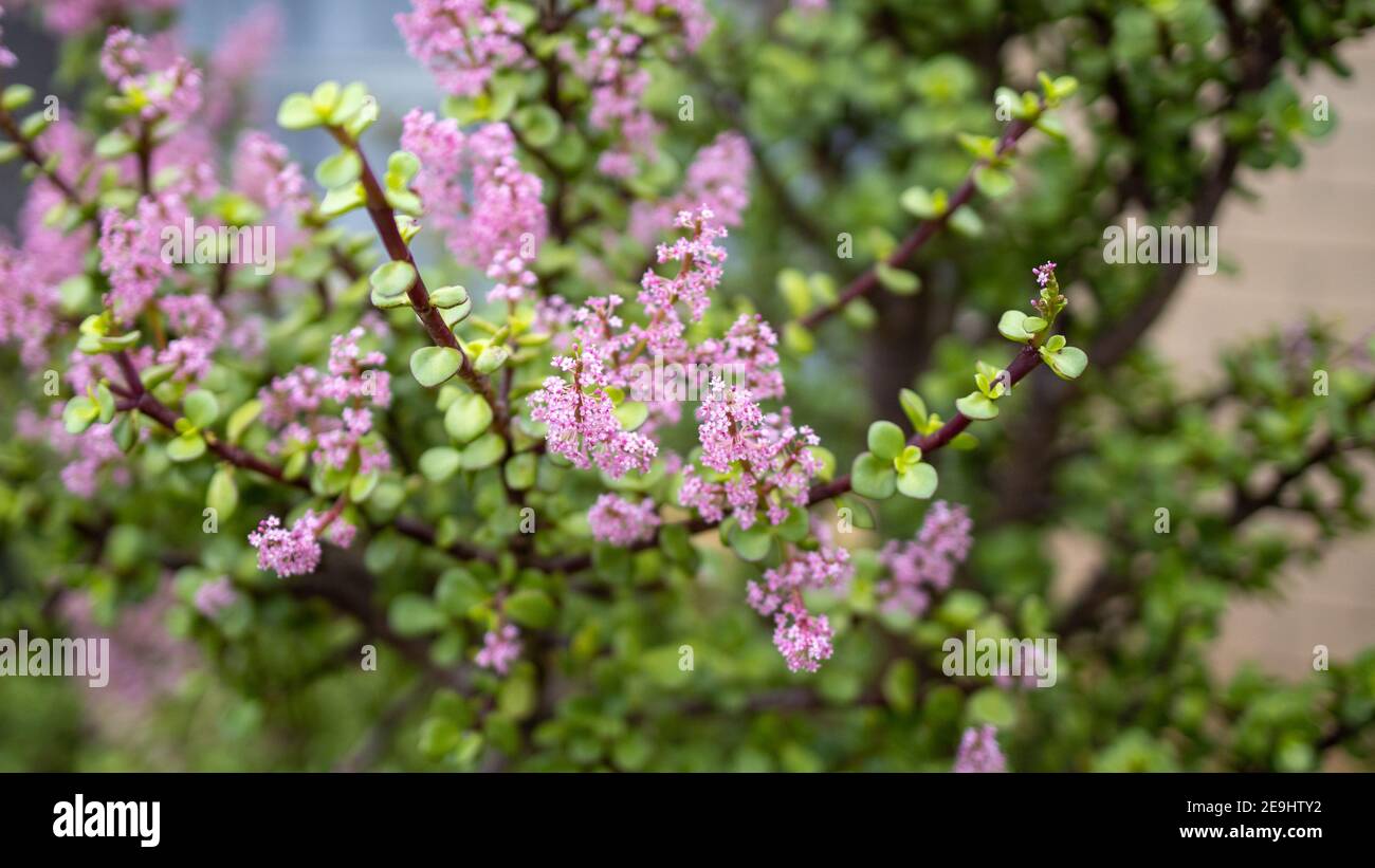a 35 year old jade tree plant flowering with pink flowers symbolising ...