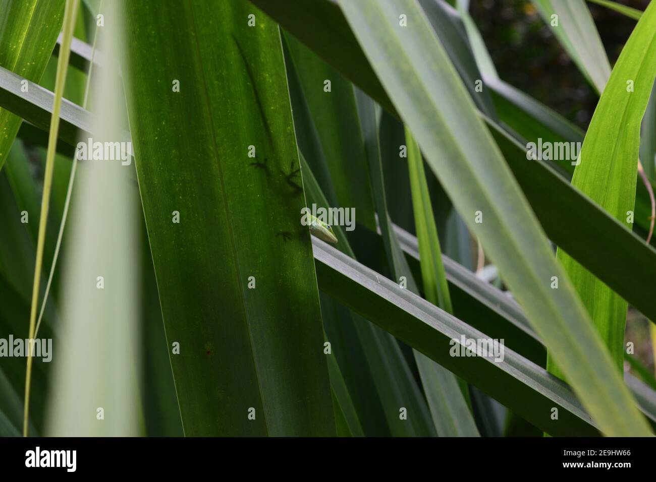 Green Anole (lizard) peeking over a leaf at Waimea Valley botanical ...