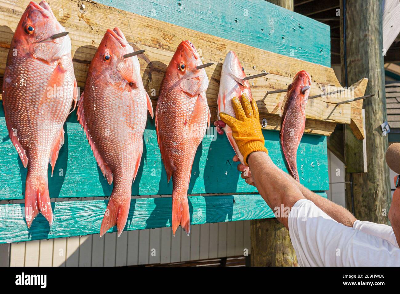 Alabama Orange Beach Zeke's Landing Red Snapper Tournament,caught fish ...