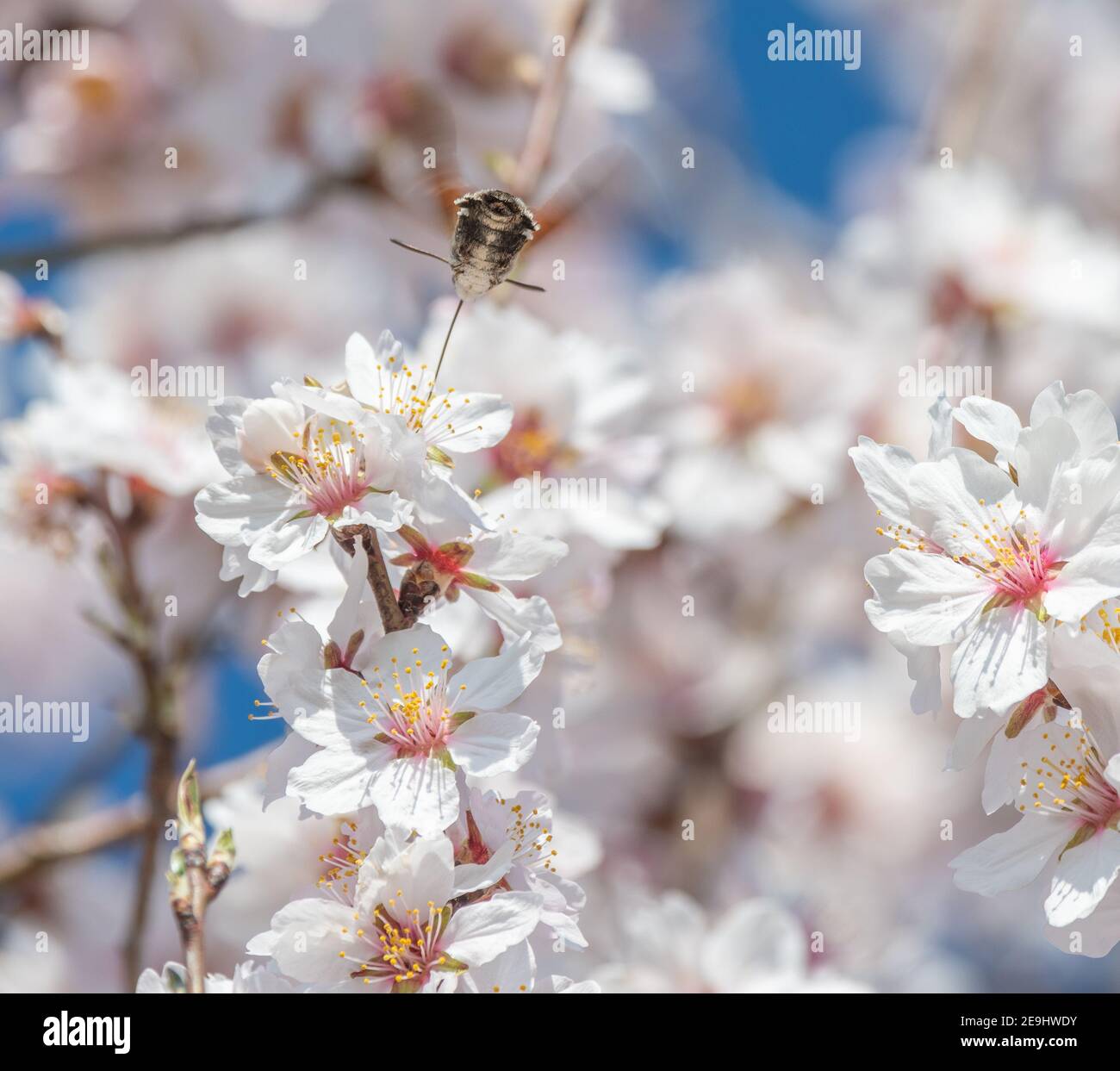 Long proboscis moths hi-res stock photography and images - Alamy