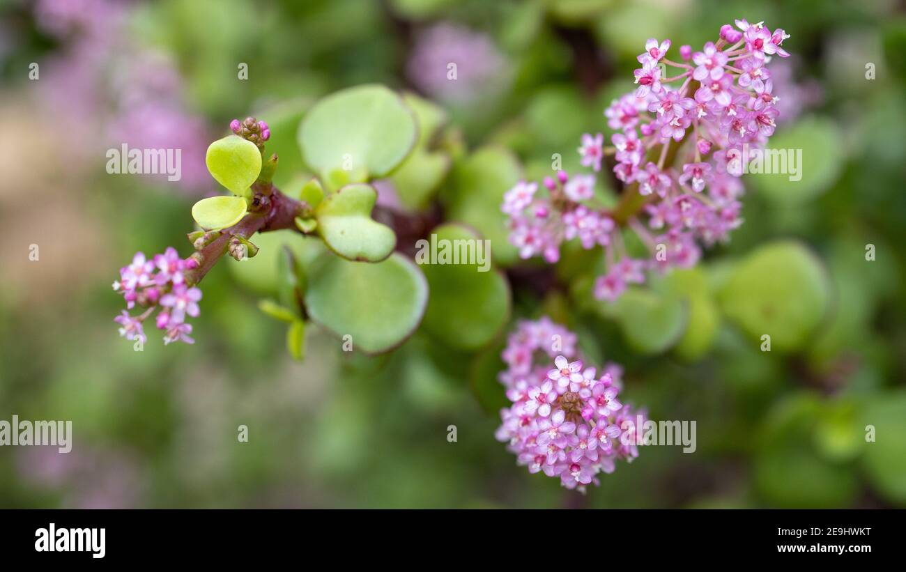 a 35 year old jade tree plant flowering with pink flowers symbolising ...