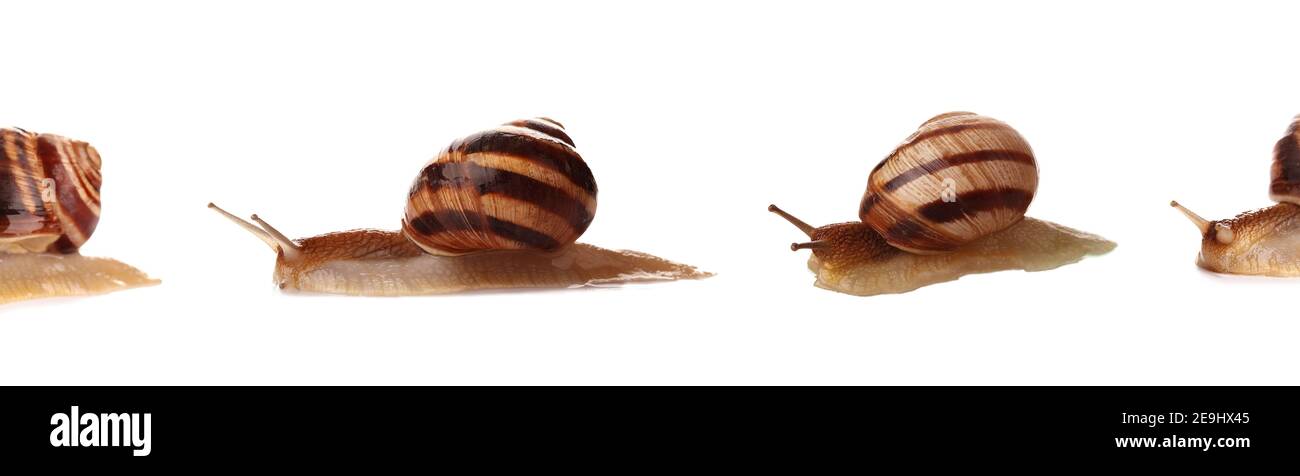 Grapevine snails on white background Stock Photo - Alamy