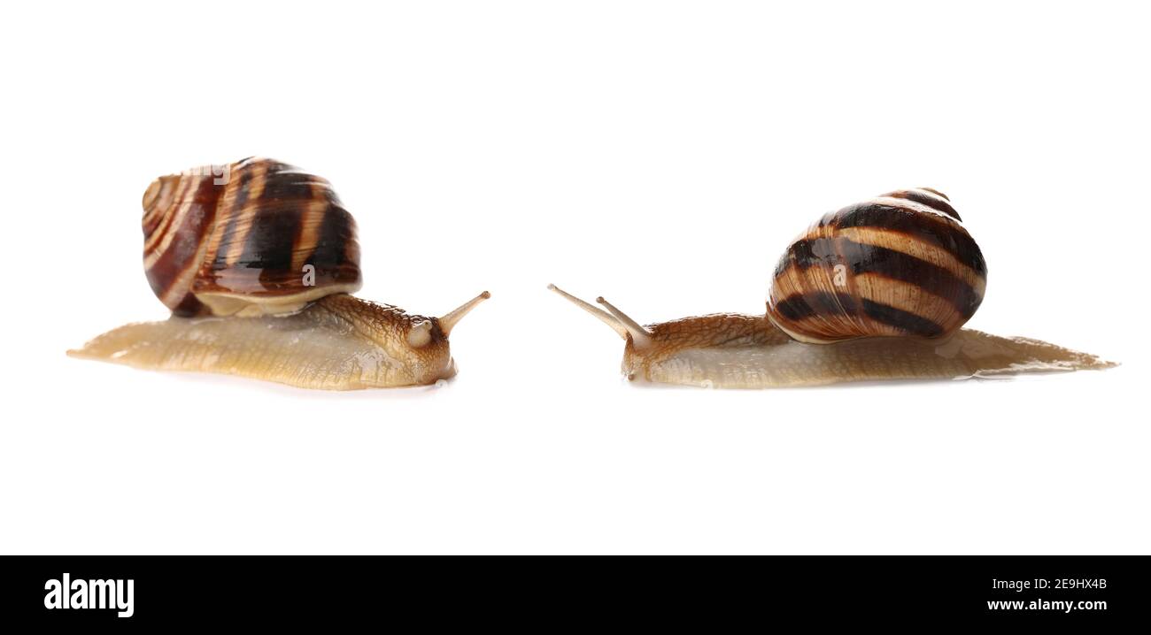 Grapevine snails on white background Stock Photo - Alamy