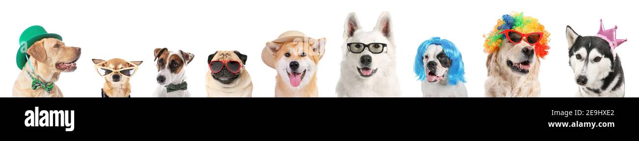 Different stylish cute dogs on white background Stock Photo - Alamy