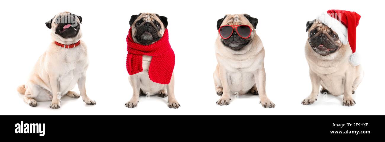 Collage of funny pug dog on white background Stock Photo - Alamy