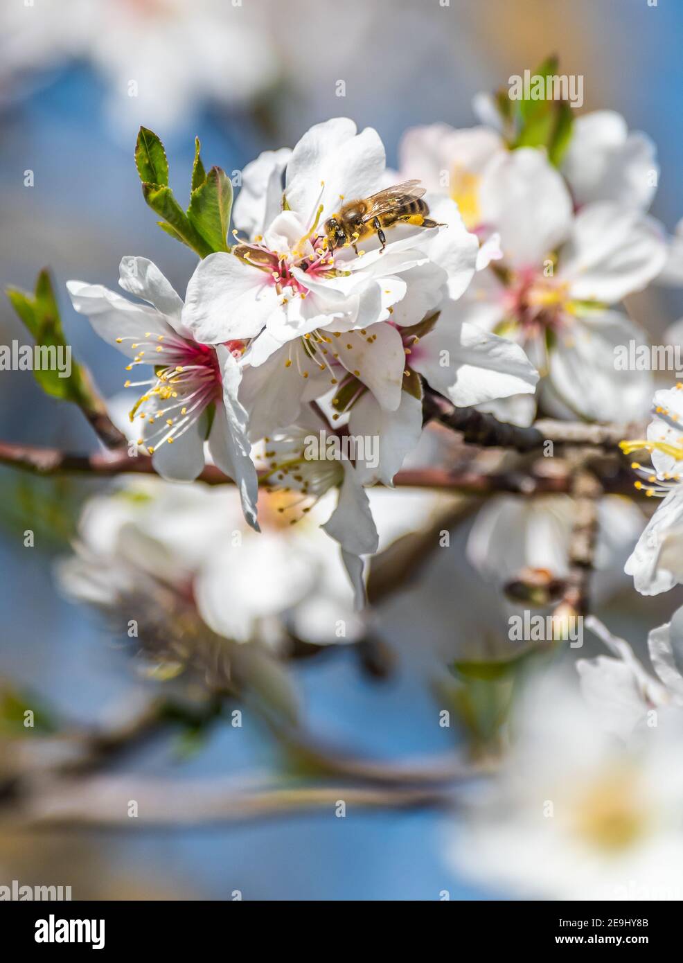 Bee flying top view hi-res stock photography and images - Alamy