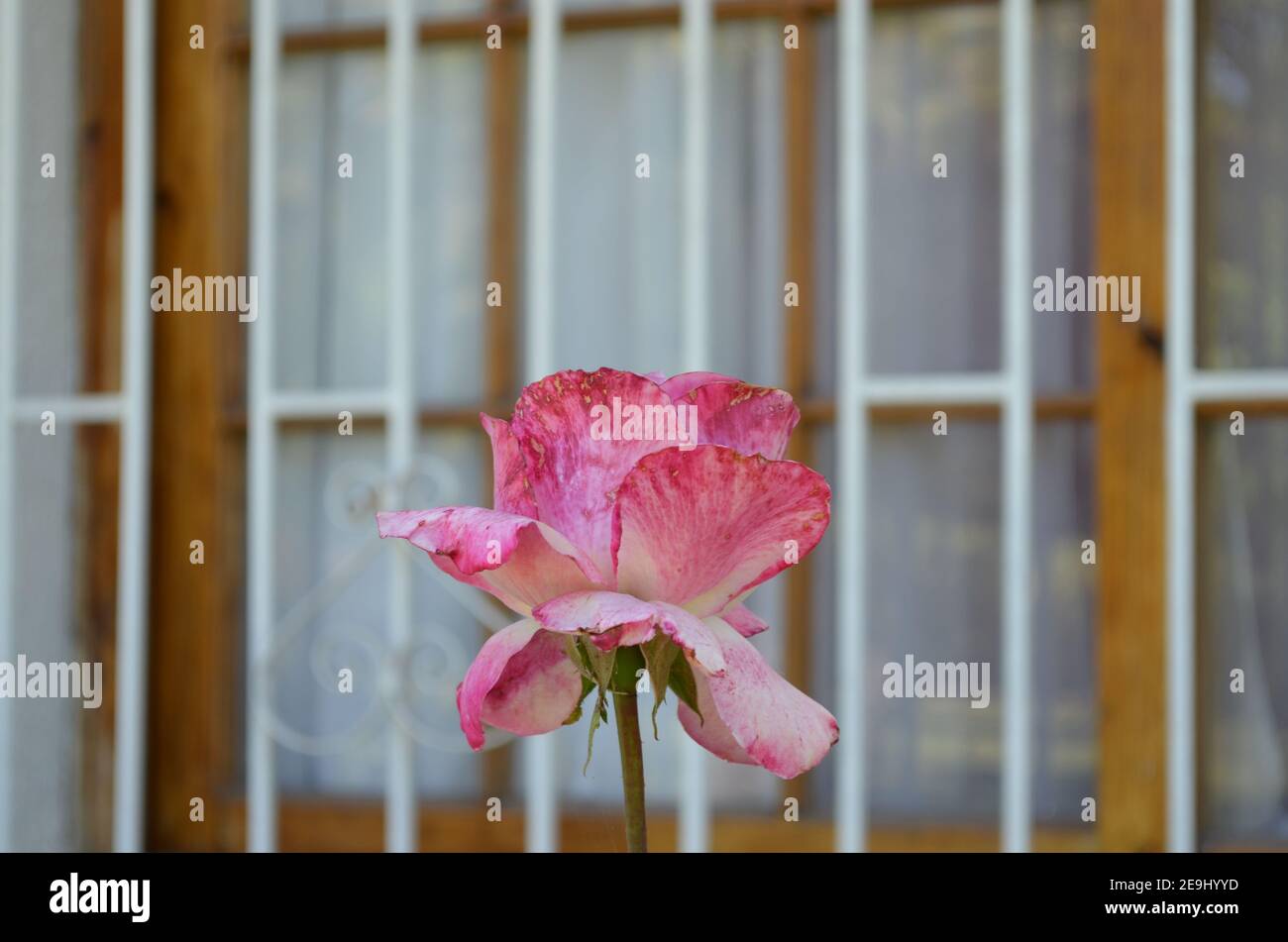 A pink rose that is slowly dying Stock Photo - Alamy