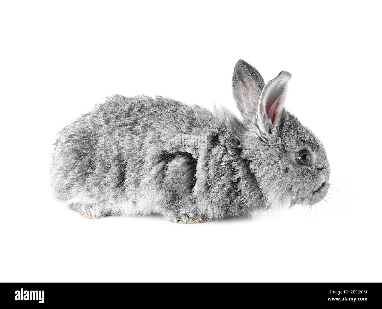 Cute fluffy rabbit on white background Stock Photo - Alamy