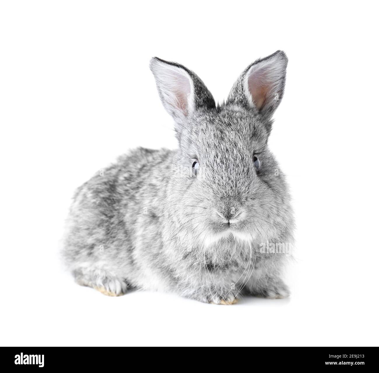 Cute fluffy rabbit on white background Stock Photo - Alamy
