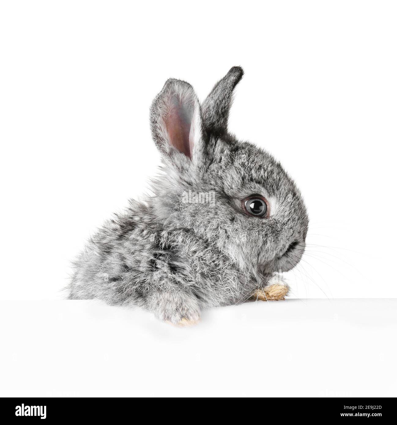 Cute fluffy rabbit with blank poster on white background Stock Photo ...