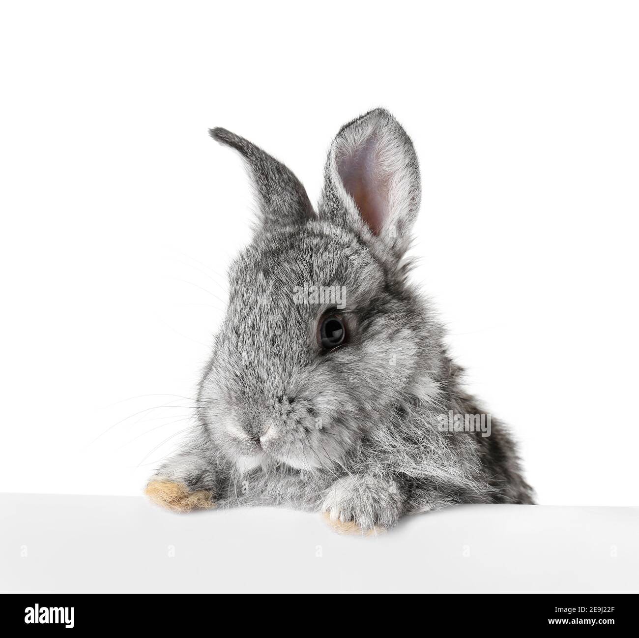 Cute fluffy rabbit with blank poster on white background Stock Photo ...