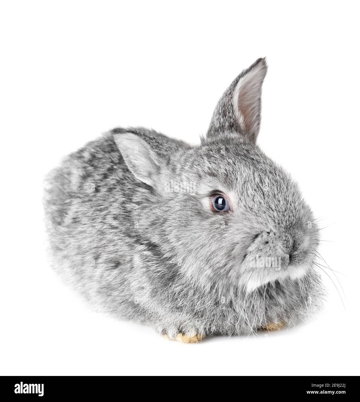 Cute fluffy rabbit on white background Stock Photo - Alamy