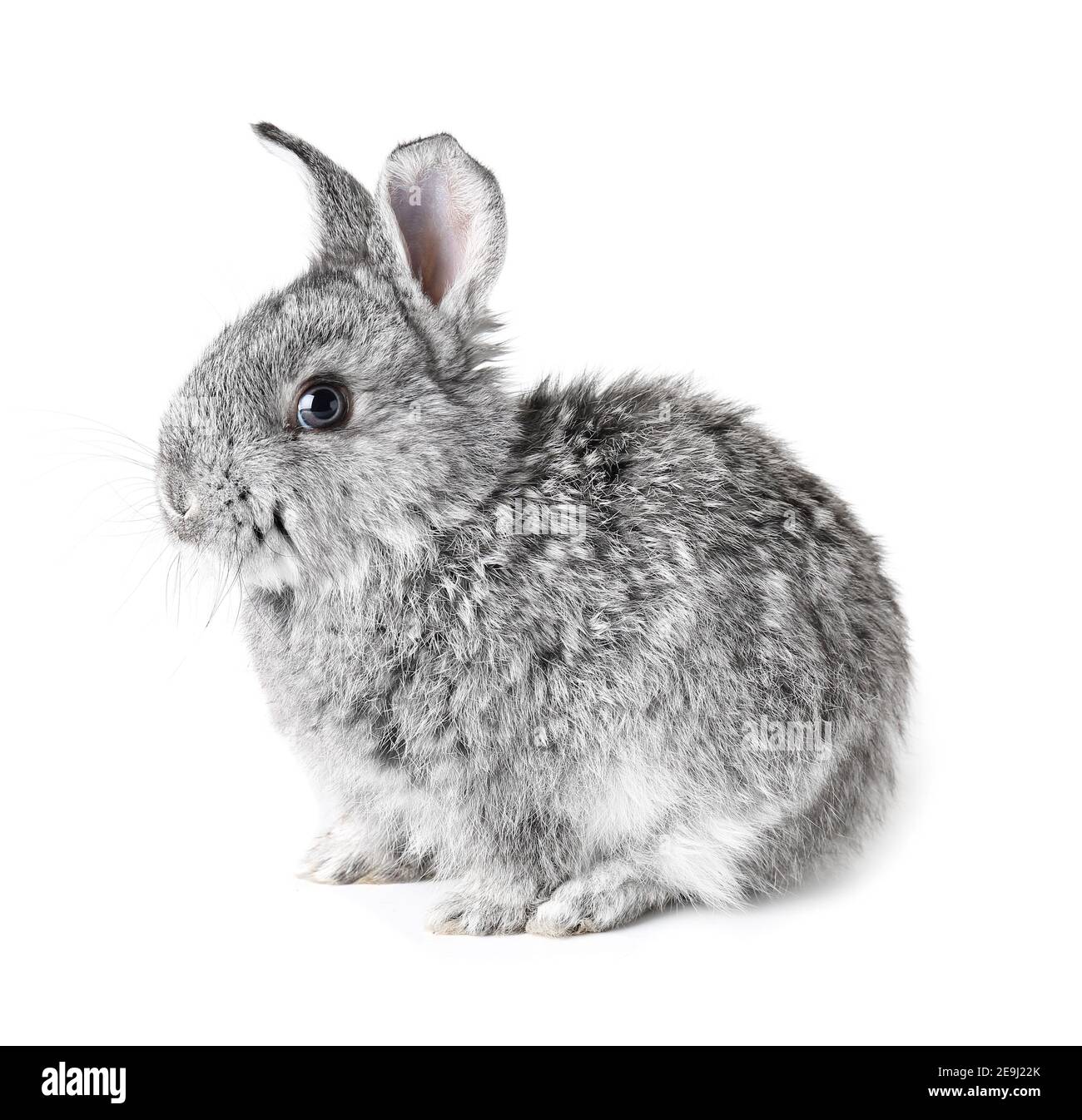 Cute fluffy rabbit on white background Stock Photo - Alamy
