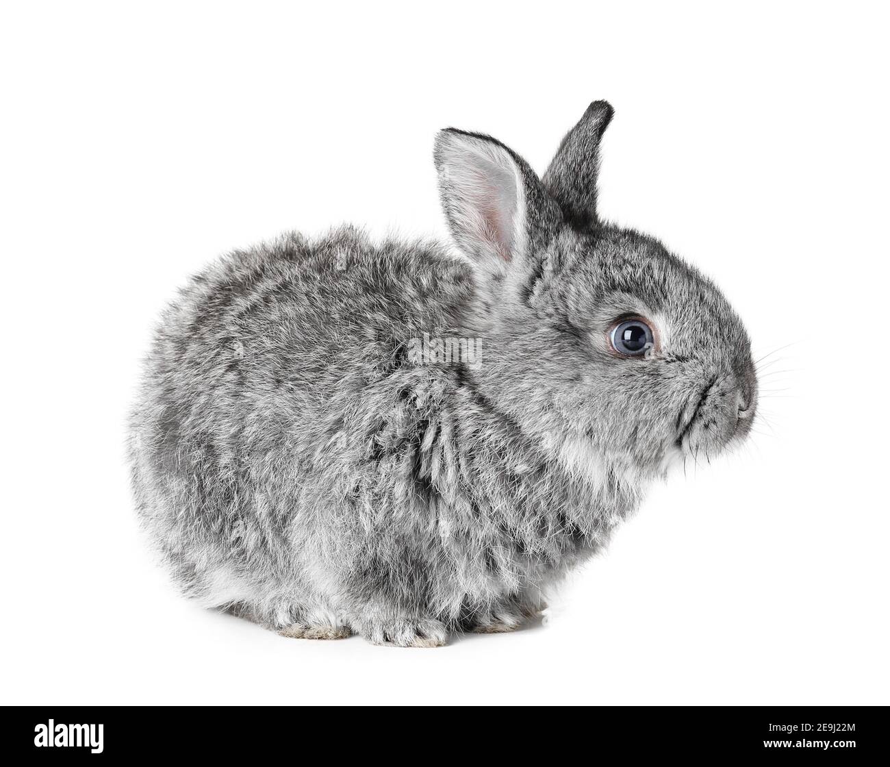 Cute fluffy rabbit on white background Stock Photo - Alamy